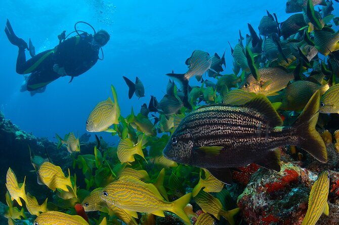 Scuba Diving around the Riviera Maya Reefs - An Authentic Underwater Adventure in Playa del Carmen: Scuba Diving around the Riviera Maya Reefs
