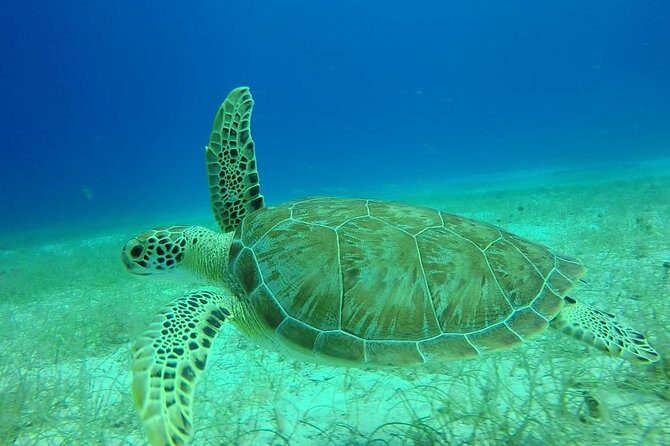 Scuba Diving at Catalina Island - 2 tank - for Certified Divers - FAQ