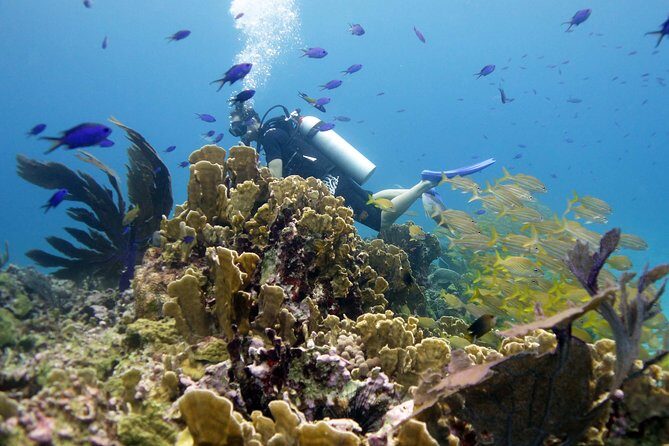 Scuba diving at MUSA the underwater museum for certified divers - Introduction: Unique Underwater Art and Reefs in Isla Mujeres