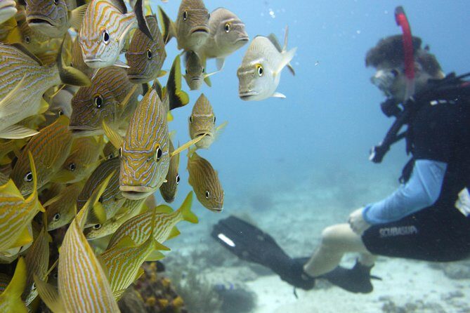 Scuba diving at MUSA the underwater museum for certified divers - In The Sum Up: Is This Tour for You?