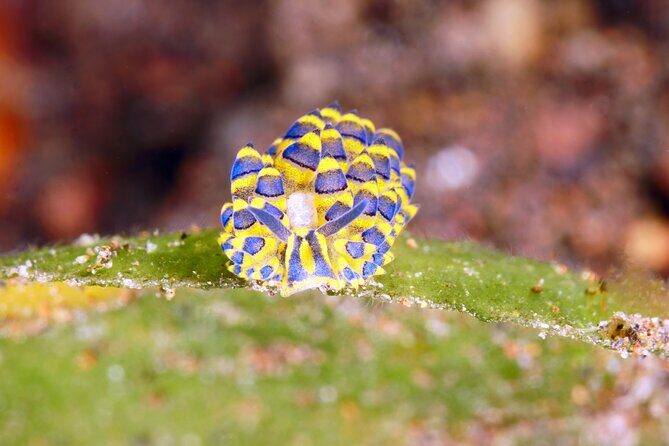 Scuba Diving at Tulamben macro dive sites - Why This Tour Offers Great Value