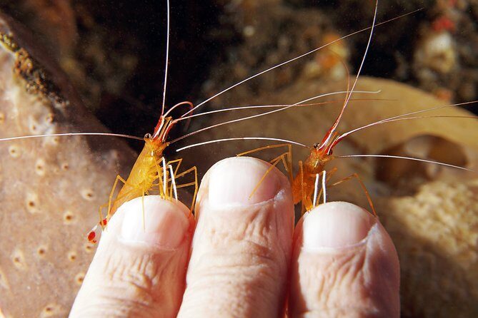 Scuba Diving at Tulamben USAT Liberty Wreck - An Authentic Bali Underwater Adventure