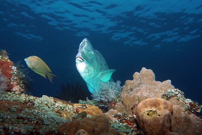 Scuba Diving at Tulamben USAT Liberty Wreck - Expertise and Safety