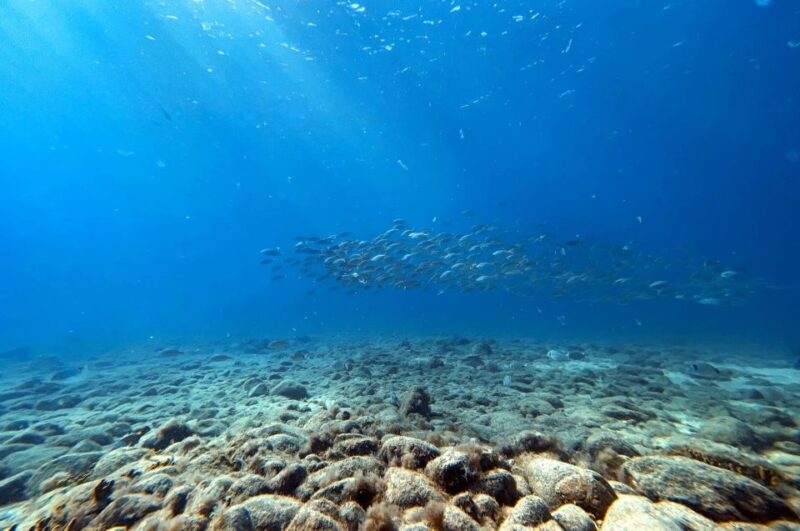 Scuba Diving Baptism in Caleta de Fuste - Logistics & Practicalities