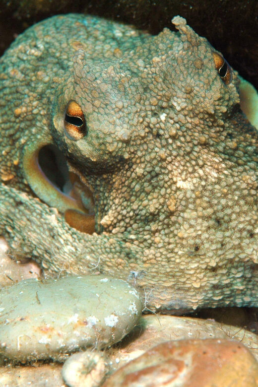Scuba Diving Beginners/Experts Pefkos Lindos Rhodes Greece - FAQ