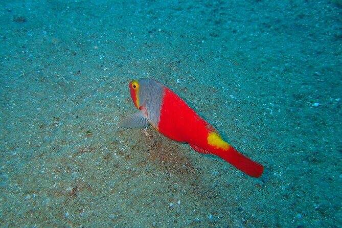Scuba Diving Experience at Arguineguin and Puerto Rico - Discover the Scuba Diving Experience at Arguineguin and Puerto Rico