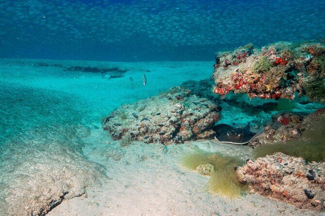 Scuba Diving Experience at Arguineguin and Puerto Rico - The 30 Minutes Underwater