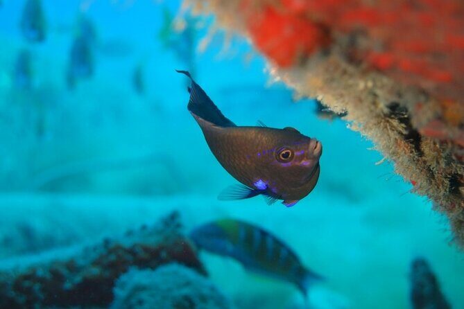 Scuba Diving Experience at Arguineguin and Puerto Rico - Final Thoughts