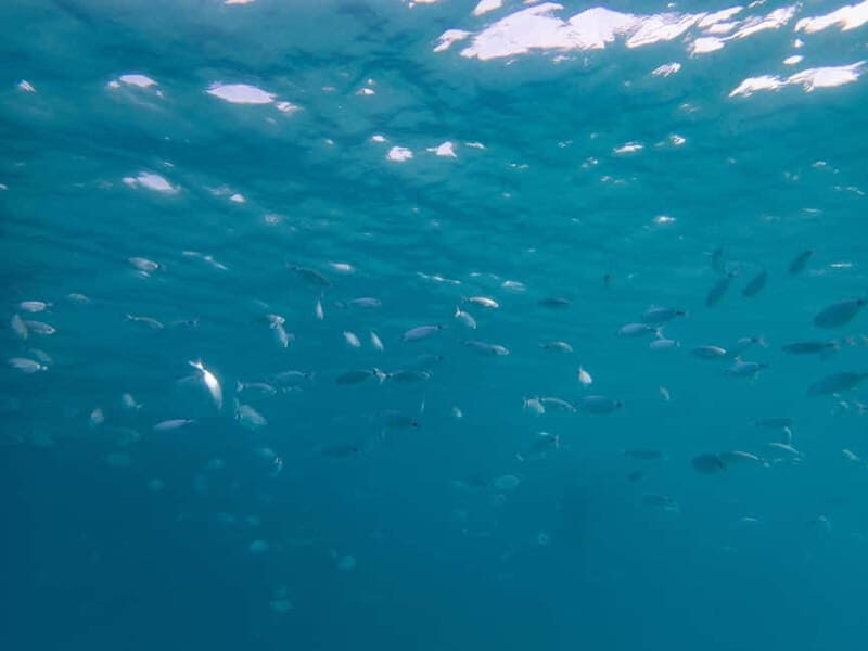 Scuba diving experience in La Maddalena : Baptism of the sea - Value and Pricing