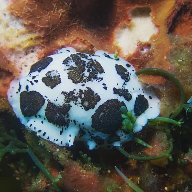 Scuba diving experience in La Maddalena : Baptism of the sea - Who Should Book This Tour?