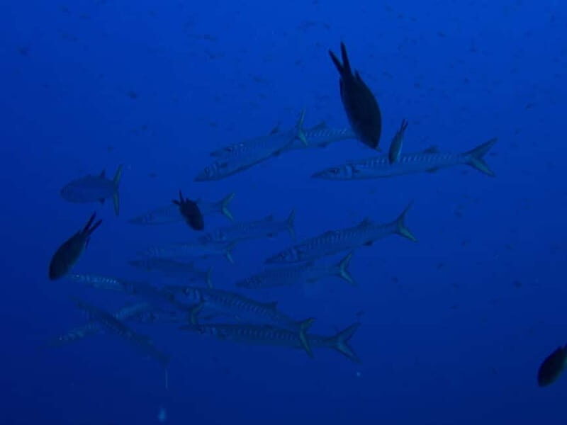 Scuba diving experience in La Maddalena : Baptism of the sea - Final Thoughts: Is It Worth It?