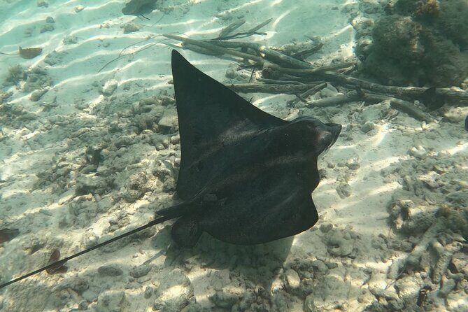 Scuba Diving Experience in Santorini - Authentic Experiences and Praised Aspects