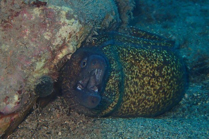 Scuba Diving Experience in Taormina - An Engaging Overview of the Experience