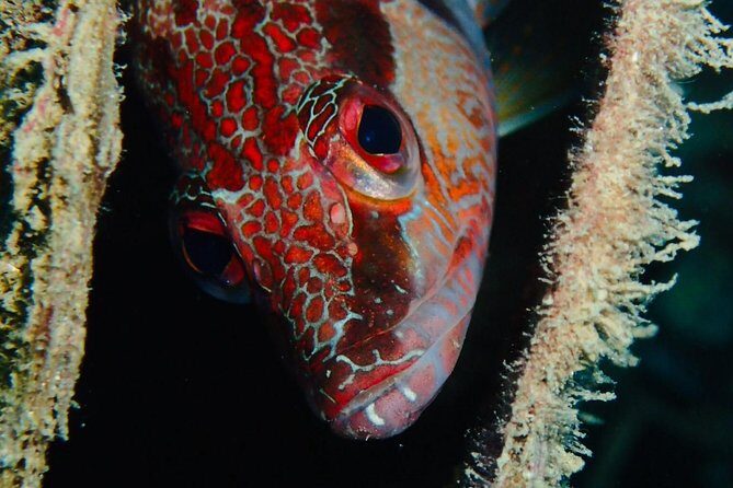 Scuba Diving Experience in Taormina - FAQs