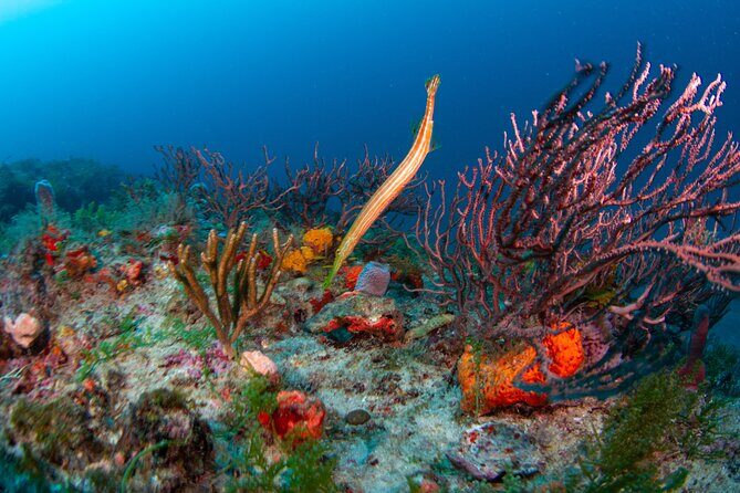 Scuba Diving Experience in West Palm Beach - Key Points