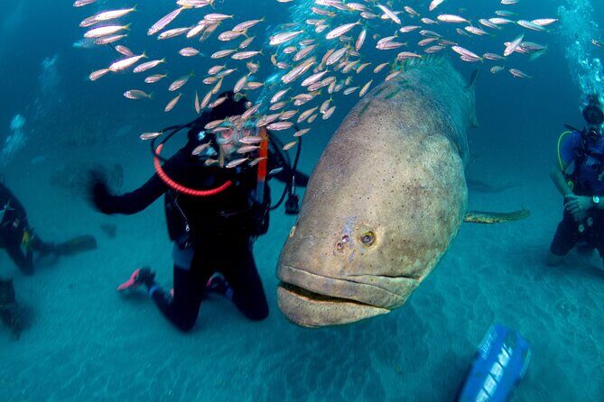 Scuba Diving Experience in West Palm Beach - The Sum Up: Is This Tour Worth Your Time?