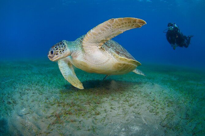 Scuba Diving Experience & MUSAN Dive + Free Edited Video 2xdives - Introduction: An Entertaining Underwater Adventure for Beginners