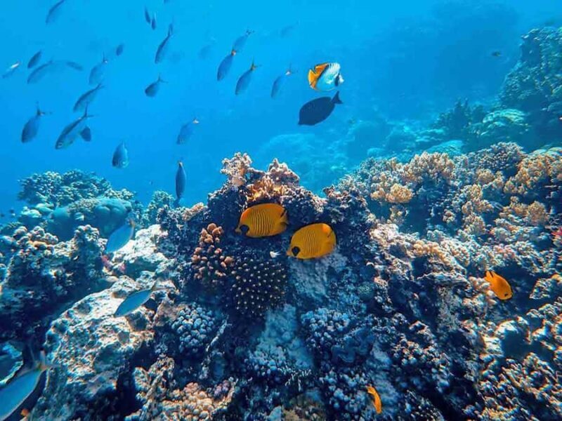 Scuba Diving experiences - An In-Depth Look at the Bali Scuba Tour