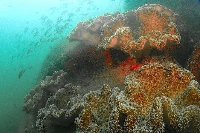 Scuba Diving For Beginners - What to Expect on the Tour