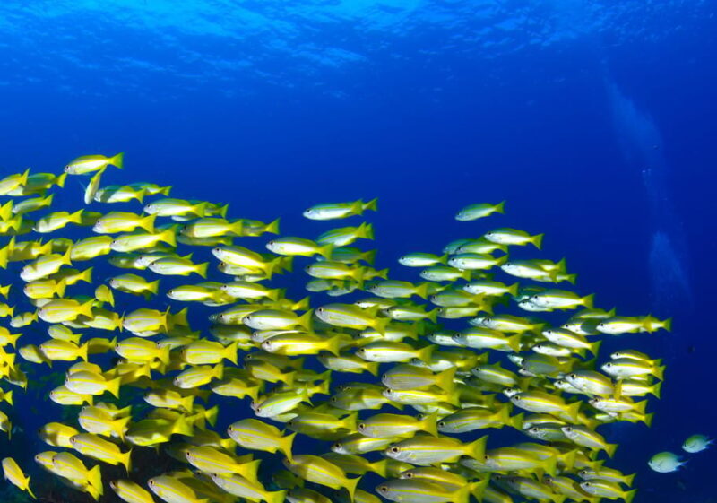 Scuba diving for beginners in crystal clear sea of Halkidiki - Key Points