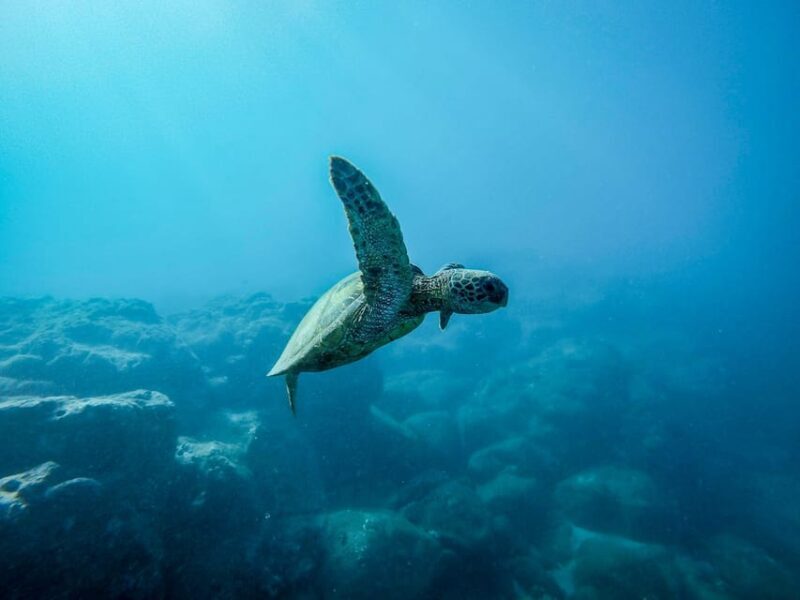 Scuba diving for beginners in crystal clear sea of Halkidiki - Included & Not Included: What’s Value and What’s Extra