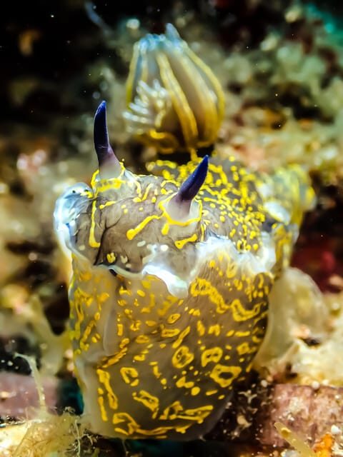 Scuba diving for beginners in crystal clear sea of Halkidiki - The Experience in Real Terms