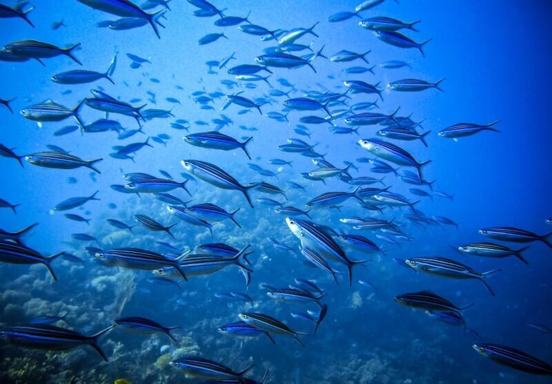 Scuba diving for beginners in crystal clear sea of Halkidiki - How the Price Offers Good Value