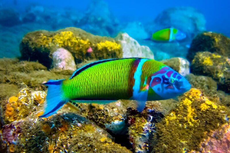 Scuba diving for beginners in crystal clear sea of Halkidiki - Who Would Love This Experience?