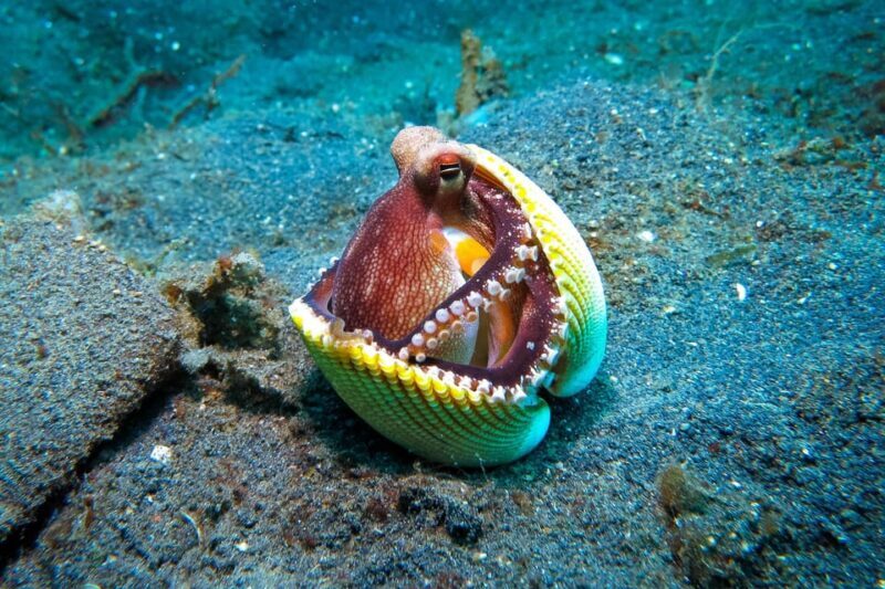 Scuba diving for beginners in crystal clear sea of Halkidiki - FAQ About the Scuba Diving Experience in Halkidiki
