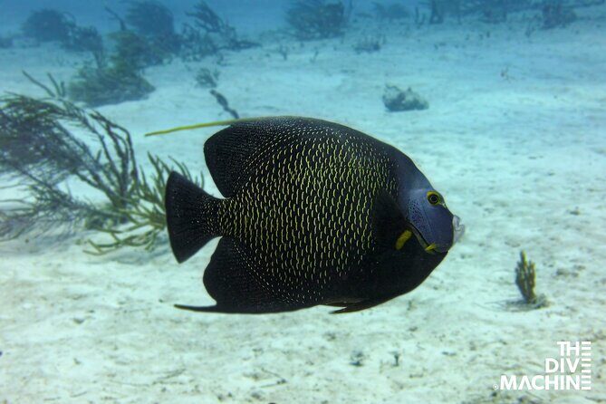 Scuba Diving for Beginners  Playa del Carmen or Tulum - An In-Depth Look at the Experience