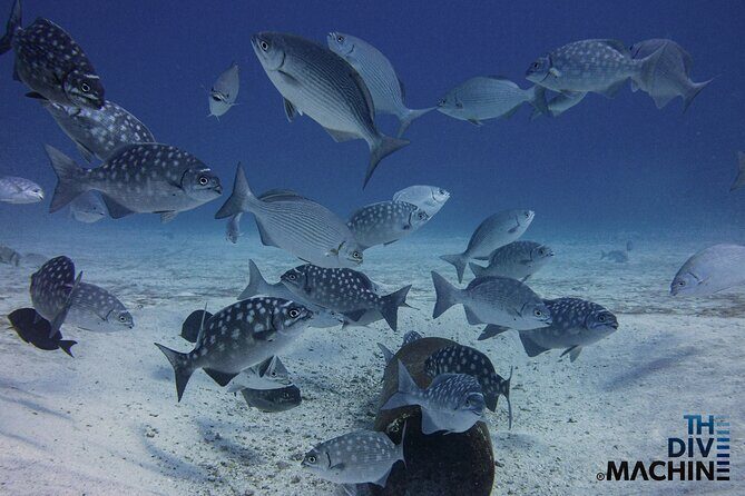Scuba Diving for Beginners  Playa del Carmen or Tulum - The Sum Up