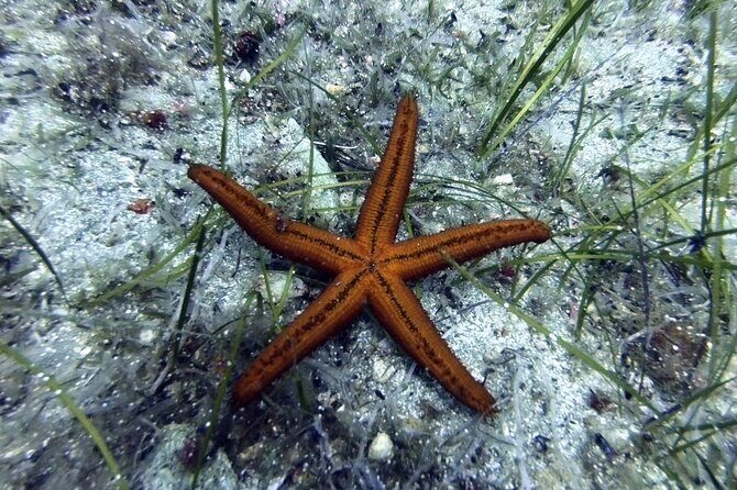 Scuba Diving for Beginners with a PADI Instructor near Heraklion - The Itinerary: From Classroom to the Underwater World