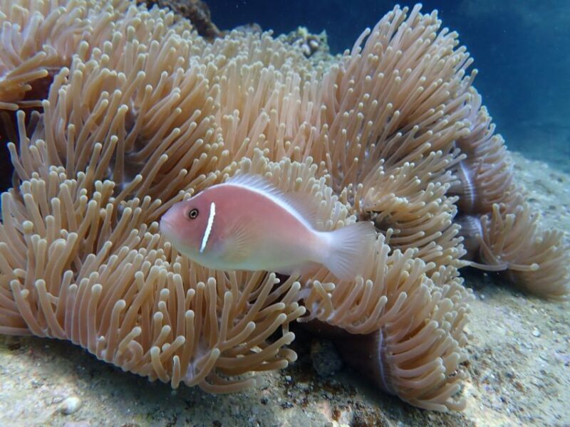 Scuba Diving for Beginners with Certified Diving Centre - FAQ