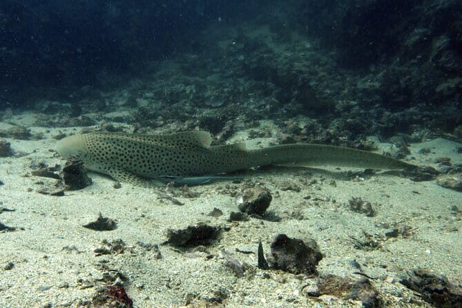 Scuba Diving from Koh Yao Yai - The Authenticity of the Experience