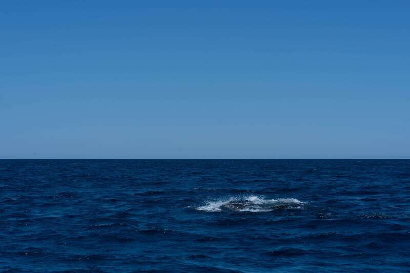 Scuba diving in a National Marine Park of Cabo Pulmo - An Honest Look at the Experience