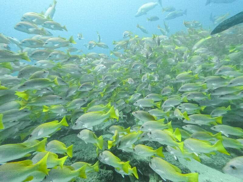 Scuba diving in a National Marine Park of Cabo Pulmo - Practical Tips