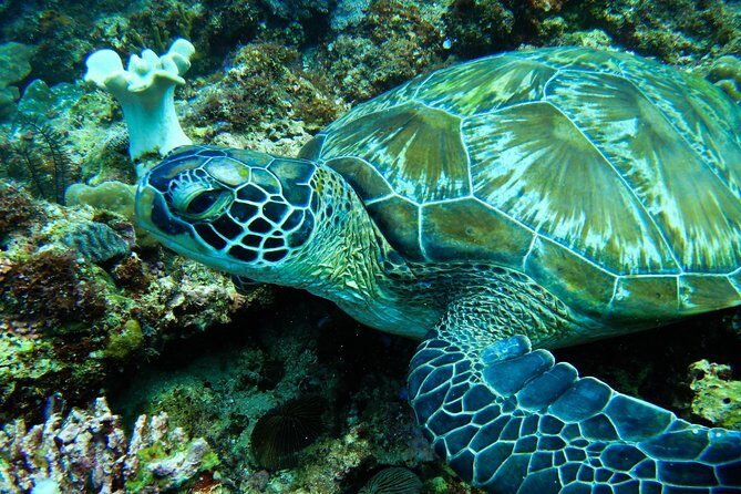 Scuba Diving in Boracay: SSI Basic Diver for Beginners - FAQs