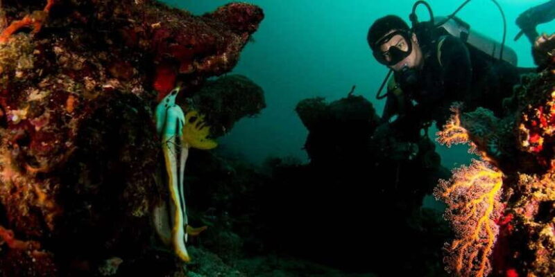 Scuba Diving in Boracay: SSI Basic Diver for Beginners - Who Would Love This Experience?