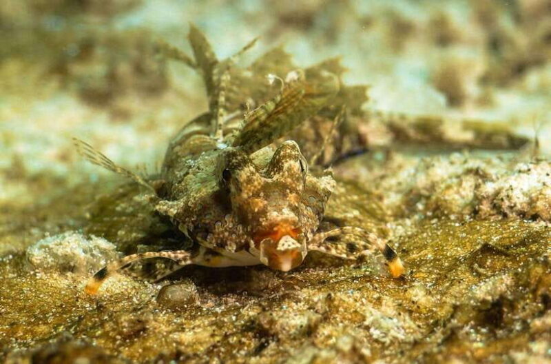 Scuba Diving in Boracay: SSI Basic Diver for Beginners - The Sum Up: Who Is This For?