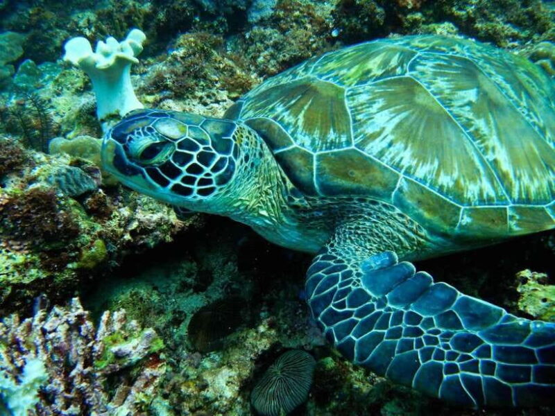 Scuba Diving in Boracay: SSI Open Water Certification - Introduction: Is This the Dive Course for You?