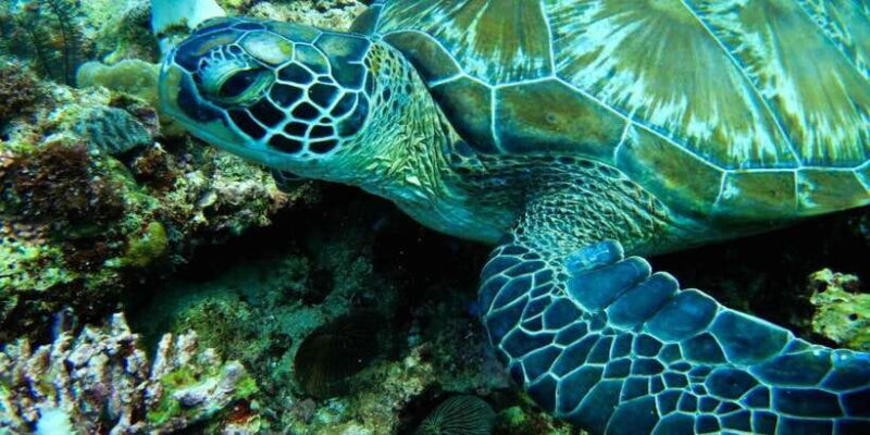 Scuba Diving in Boracay: SSI Open Water Certification - Practical Considerations