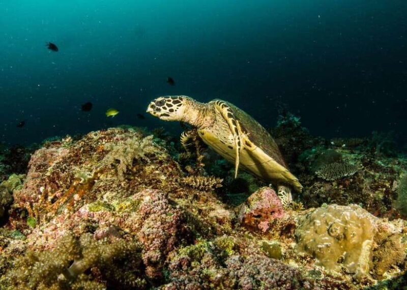 Scuba Diving in Boracay: SSI Open Water Certification - The Sum Up