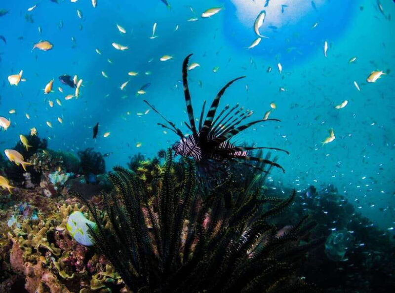 Scuba Diving in Boracay: SSI Open Water Certification - FAQ