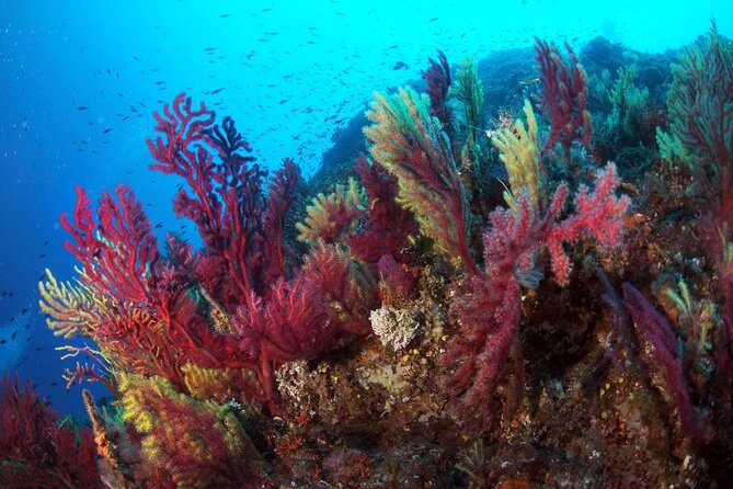Scuba diving in Calabria, Italy - The Value of Guided Private Dives