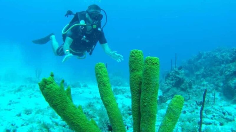 Scuba Diving in Catalina Island - Practical Tips for the Tour