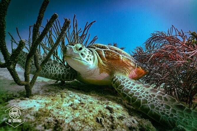 Scuba Diving in Cozumel Island - An In-Depth Look at the Cozumel Full-Day Scuba Experience