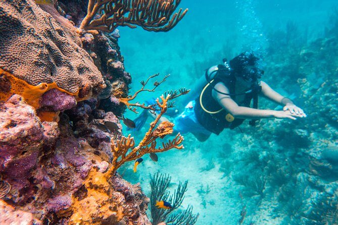 Scuba Diving in Cozumel Island - What About Non-Certified Divers?
