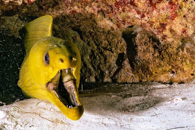 Scuba Diving in Cozumel Island - Practical Tips for Your Trip