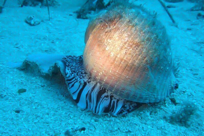 Scuba Diving in Dubrovnik: 1 Dive for Certified Divers - What Makes This Diving Tour Stand Out?