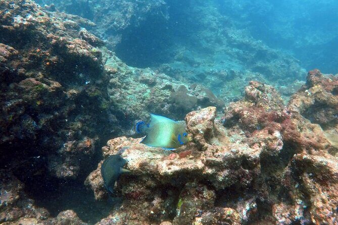 Scuba Diving in Kalpitiya - An Introduction to the Experience